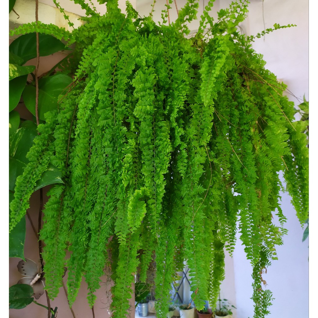 Boston Crinkle Fern Paku pakis plant | Shopee Malaysia