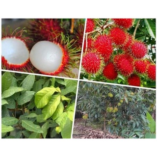 pokok rambutan anak sekolah | Shopee Malaysia