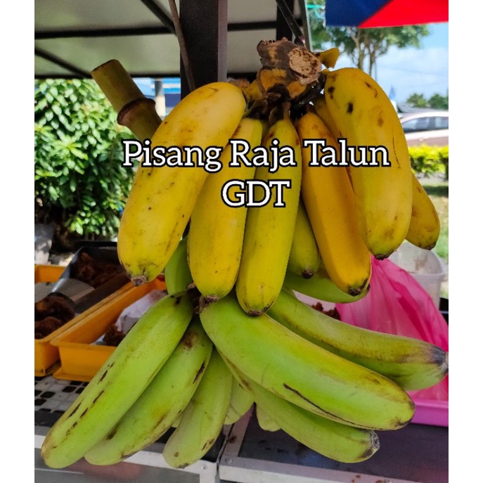 POKOK PISANG RAJA TALUN / RAJA TALON / TOMAN | Shopee Malaysia