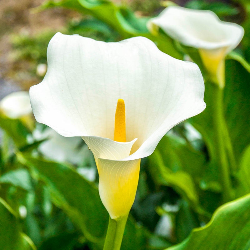 Lili Calla / Calla Lily (Zantedeschia aethiopica) - Pokok Hidup / Live ...