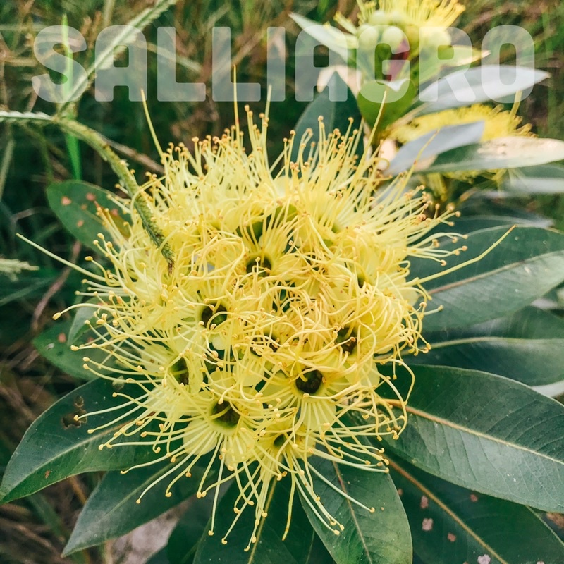 Pokok Golden Penda Kuning & Merah | Xanthostemon Chrysanthus | Shopee ...