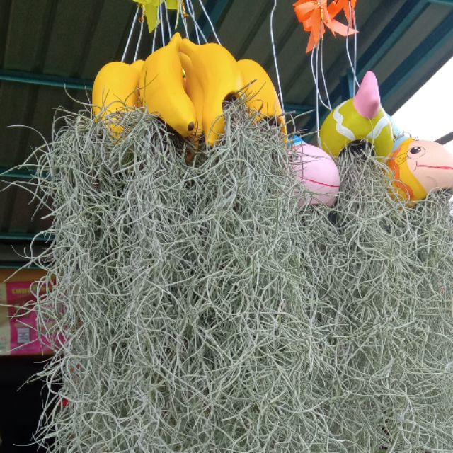 Janggut tok adam (pisang) | Shopee Malaysia