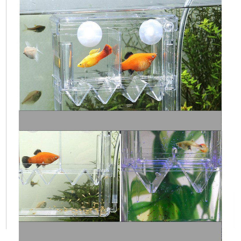 [READYSTOCK]YEE Aquarium Double Layer Fish Isolation Breeding Hatching ...