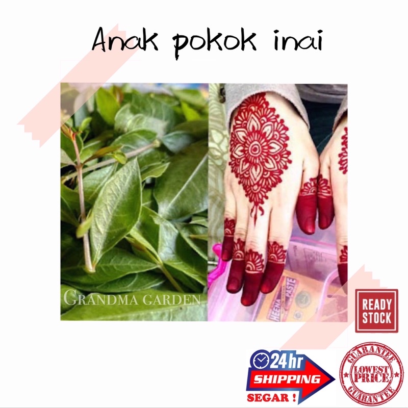 (GG real plant) anak pokok inai ^ merah henna lawsonia inermis Hina ...