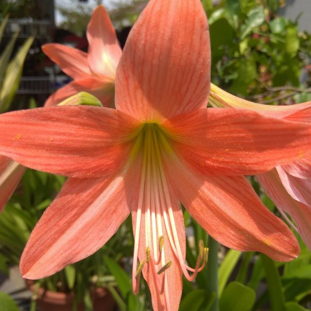 Bulbbawang Pokok Belladonna Lily Amarylis Belladonna Shopee Malaysia