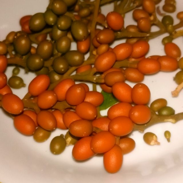 anak Pokok Cemperai pokok rare | Shopee Malaysia