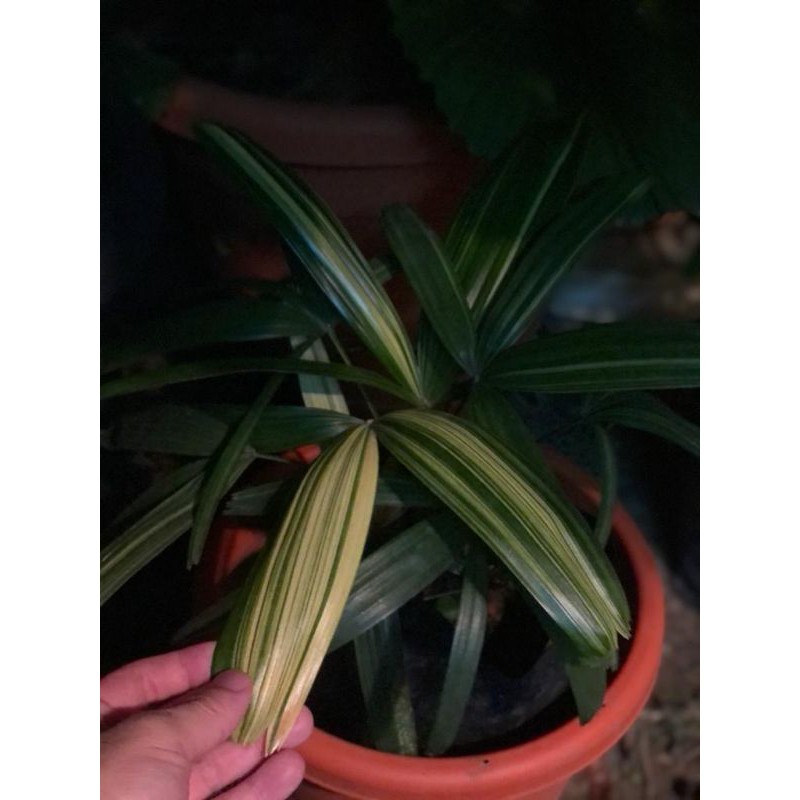 Variegated Rhapis Excelsa, Variegated lady palm | Shopee Malaysia