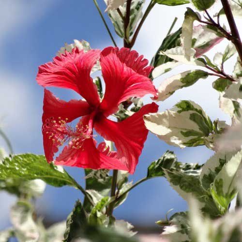 Bunga Raya Variegata/Outdoor Plant/Variegated Gumamela [ SNOW QUEEN ...