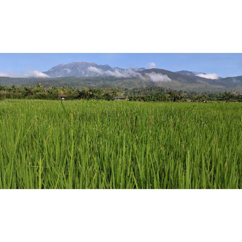 Benih Padi Bukit / Huma, Gunung Kinabalu, Kundasang Ranau Sabah ...