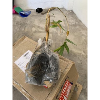Satu Anak Pokok Buluh Kuning Bantu Cegah Sihir | Shopee Malaysia