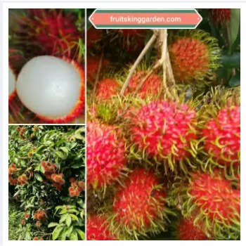 ANAK POKOK RAMBUTAN MEGA JARUM EMAS (KAHWIN) HYBRID Buah Buahan Fruits ...