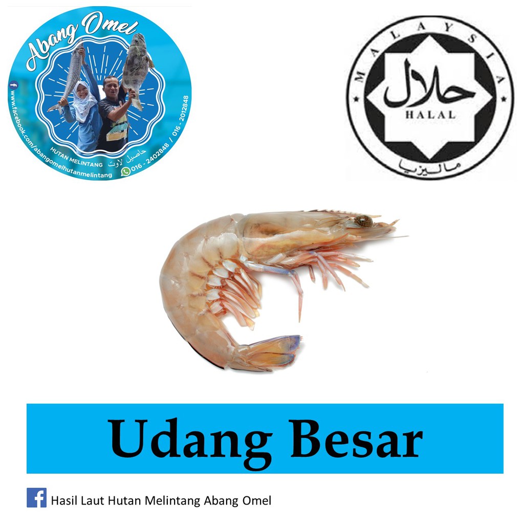 Udang Besar Gred AA dan A | Shopee Malaysia