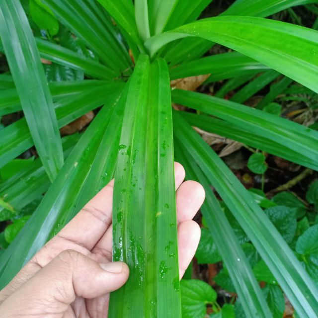 🔥🔥Anak Pokok Daun Pandan Baka Besar | Shopee Malaysia