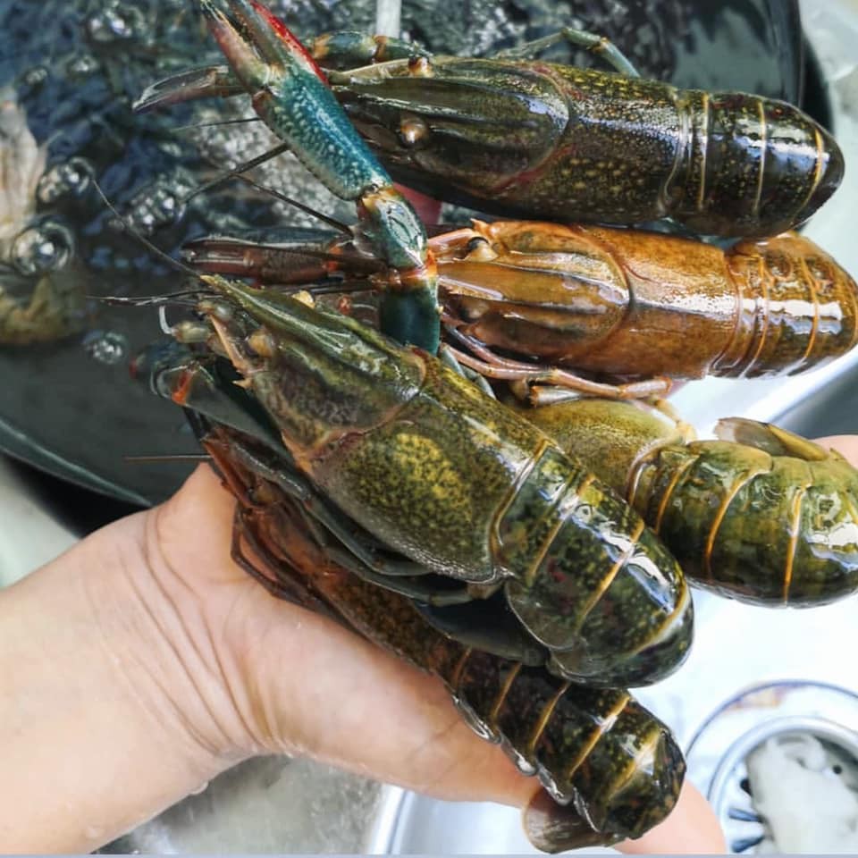 1kg Baby Lobster & 1kg Hotate Scallops & 1pkt Japanese Seaweed | Shopee ...