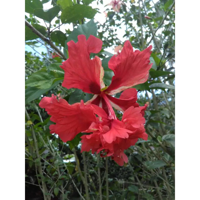 5 Keratan Bunga Raya Warna Merah Dua Lapis/Hibiscus Cutting | Shopee ...