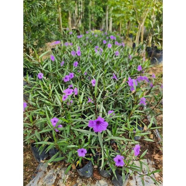 Ruellia simplex C. Wright (Bunga Ruellia) Purple / White | Shopee Malaysia