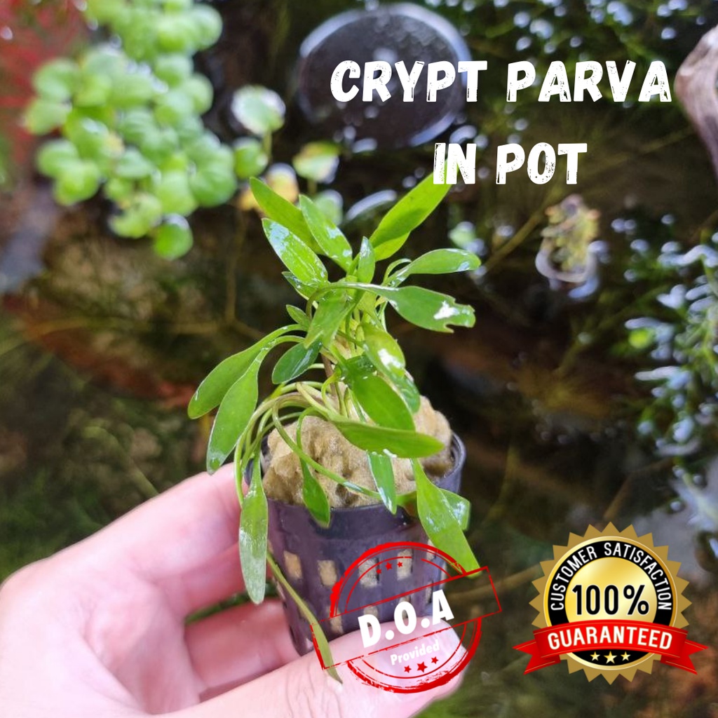 [LOCAL SELLER] Crypt Parva in Pot - Aquatic Plant (Aquascape/Aquarium ...