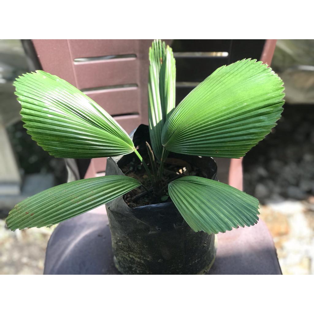 LICUALA CORDATA (RARE PLANT) | Shopee Malaysia