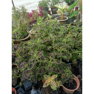 KERATAN POKOK BUNGA HATI-HATI CLOUES COLUES CUTTING. BUNGA HIASAN ATI ...