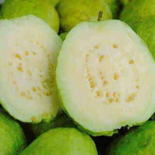 Pokok Jambu Batu Lohan Hybrid/ Guava Tree (lohan) | Shopee Malaysia
