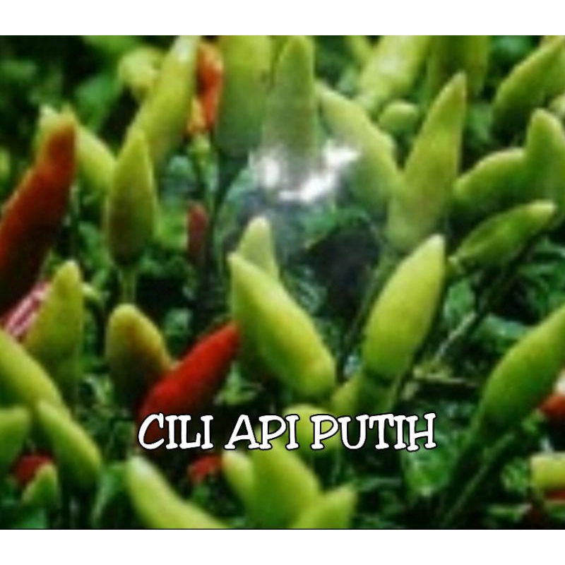 Benih Cili Api Putih/cili putih kampung | Shopee Malaysia