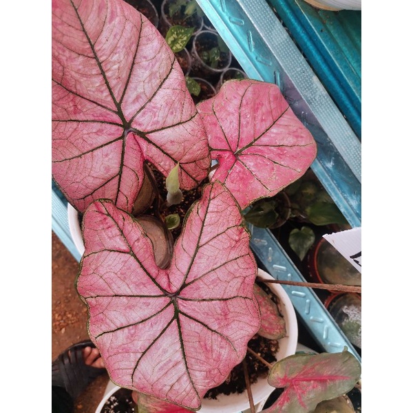 Caladium Mawi Batik, keladi Pink Debutante, lawa sgt buat hiasan ...