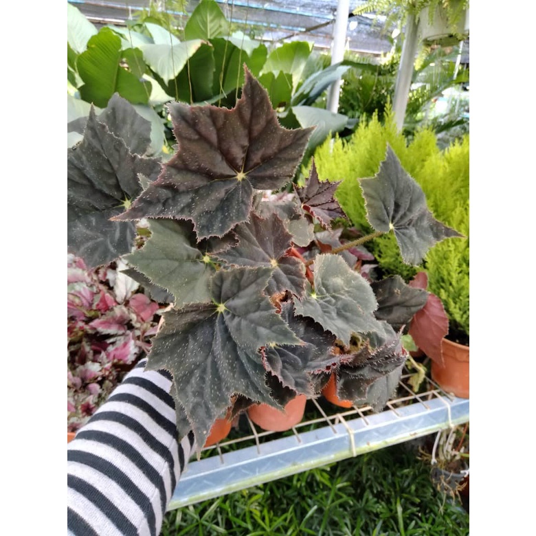 Begonia/ Asam batu- real live plant | Shopee Malaysia