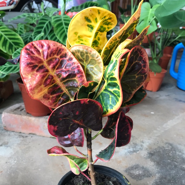 Puding Plant Outdoor Colorful Plant with Pot | Shopee Malaysia