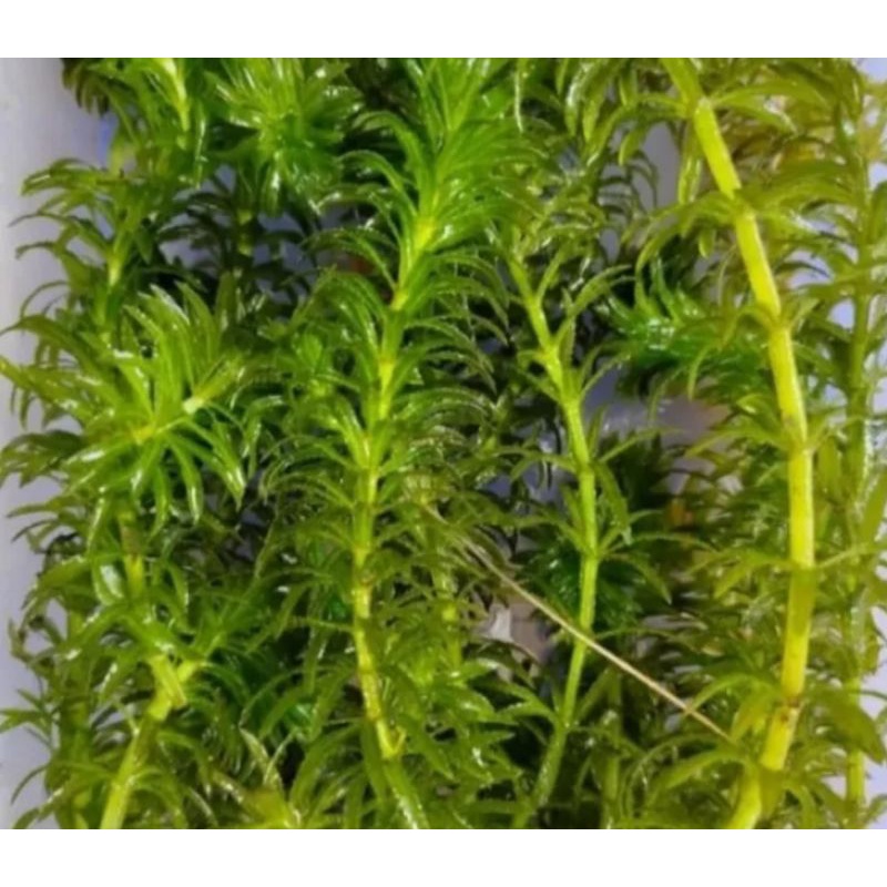 Rumpai laut Untuk Makanan udang | Shopee Malaysia