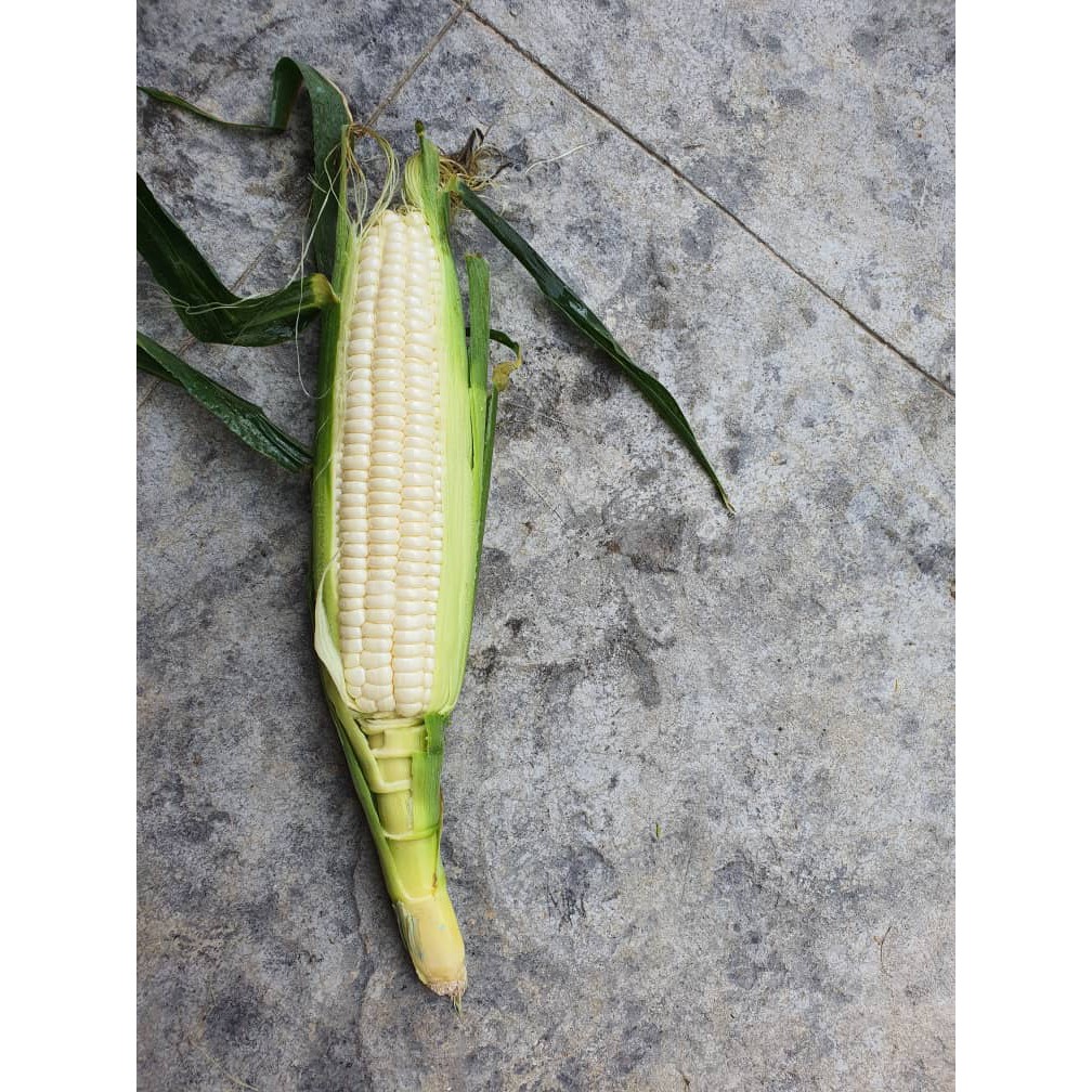 Grade AA Premium Cameron Milk Corn 顶级金马伦白玉米 | Shopee Malaysia