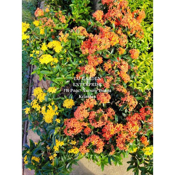 Pokok Bunga Ixora Kuning / Oren / Merah-Rose ( Bunga Jenjarum /Pecah ...