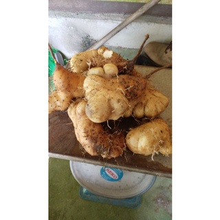ubi itik fresh dari kebun (1kg) | Shopee Malaysia