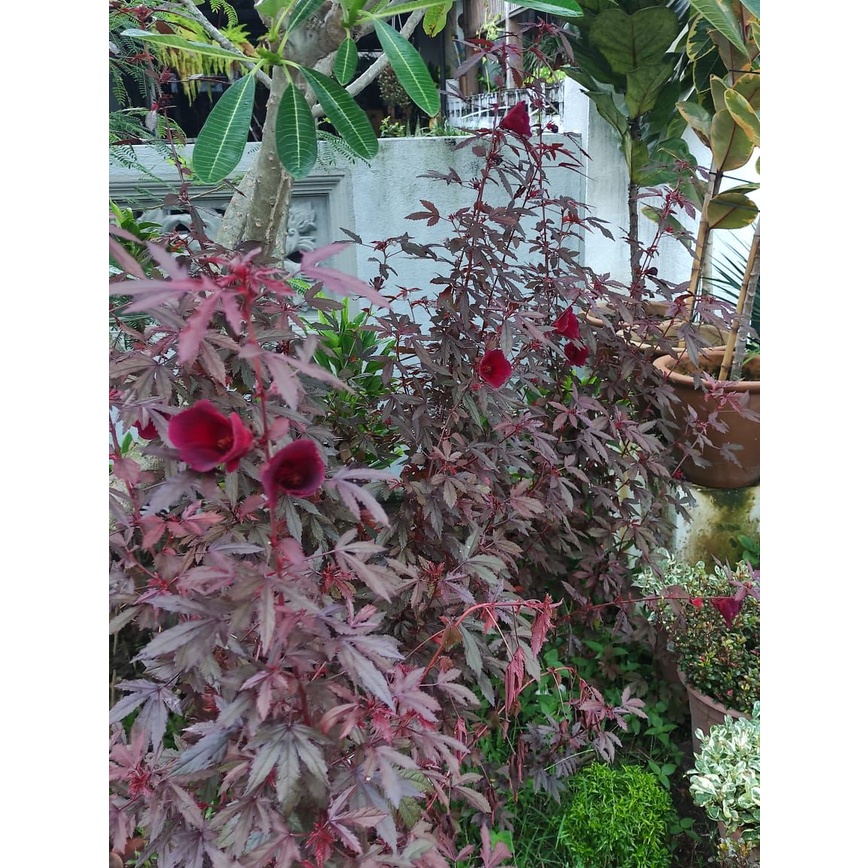 Hibiscus Cranberry Live Plant False Maple / Pokok Bunga Raya Daun Merah ...