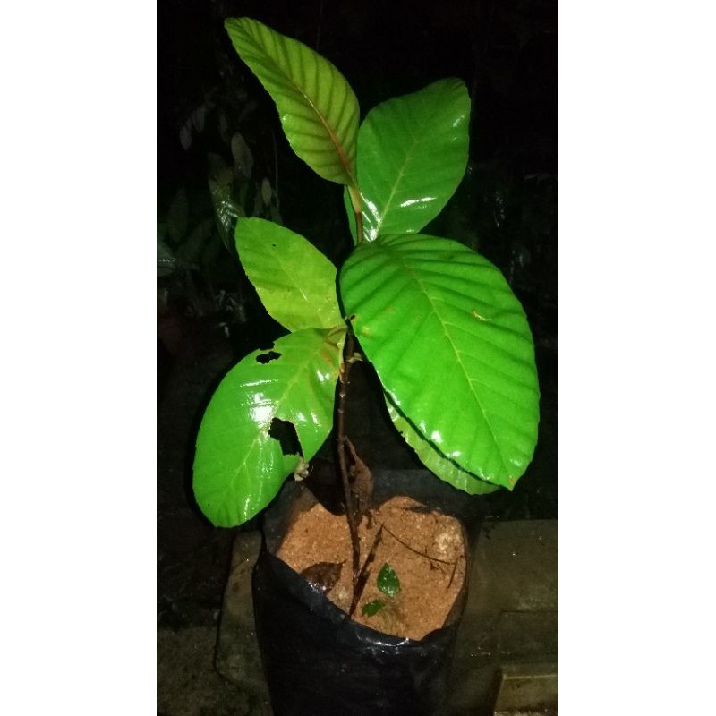 Pokok Simpoh /Dillenia suffruticosa | Shopee Malaysia