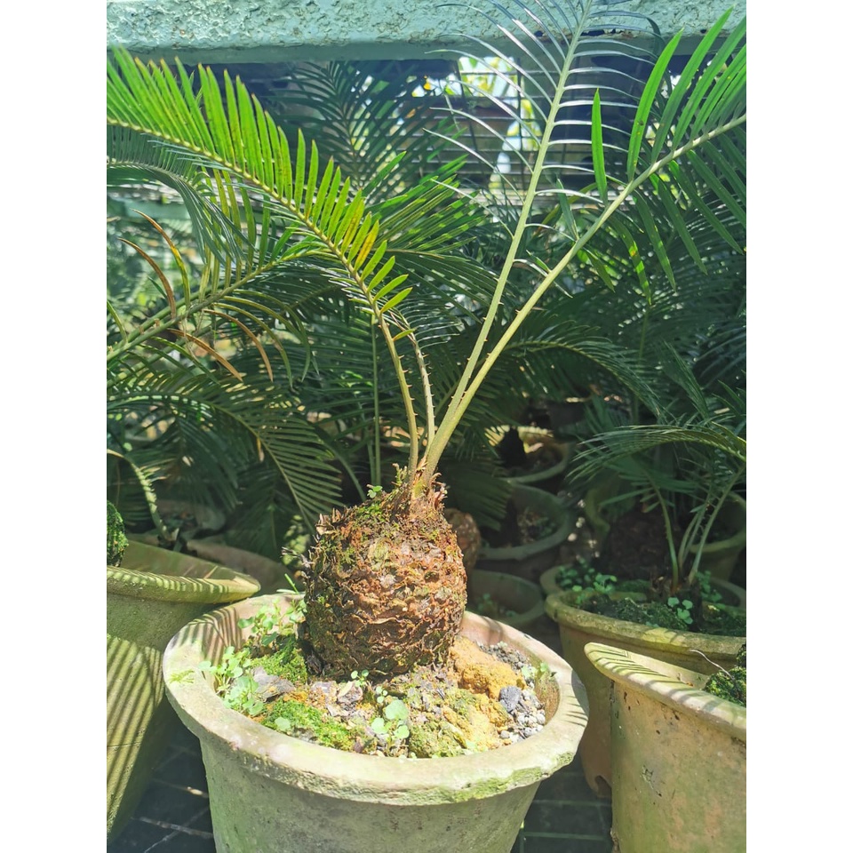 [AGROWTH] SAGO PALM / CYCAS REVOLUTA BONSAI small 7~10cm 苏铁 铁树 | Shopee ...