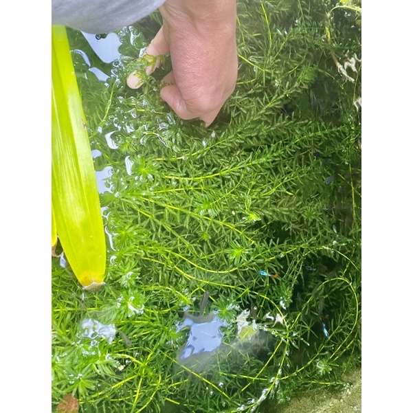 rumpai ikan ( hydrilla) | Shopee Malaysia