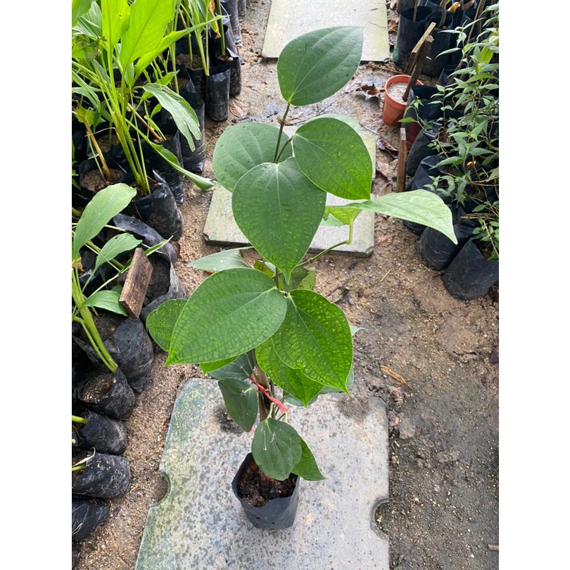 Pokok Lada Hitam- real live plant | Shopee Malaysia