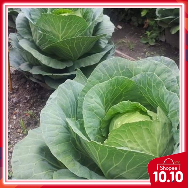 20pcs biji benih kobis bulat low land potted and balcony friendly ...