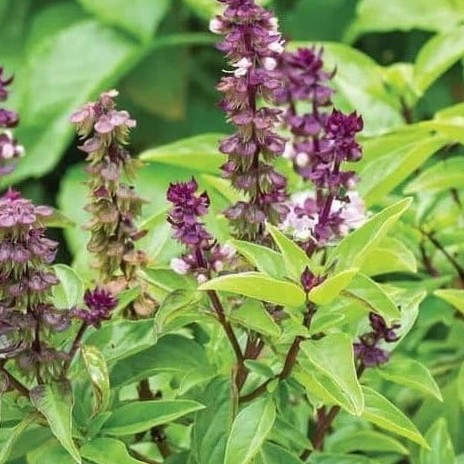 Anak Pokok Thai Basil / Kemangi / Basil Flakes / Selasih / Thulasi ...