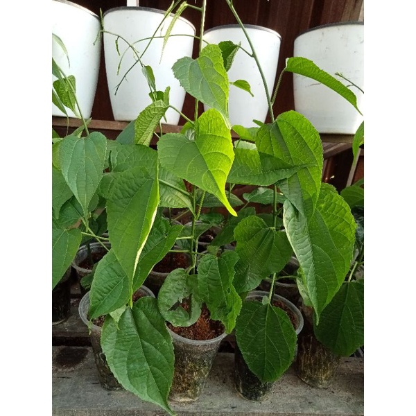 Pokok Sacha Inchi pokok omega pokok insulin sacha inchi plant omega ...