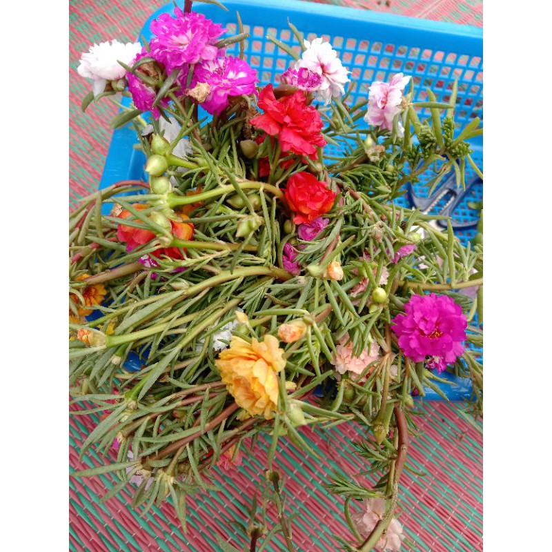 Bunga Kembang Pukul 10 Pagi/ Rose Jepun CARNATION (PART 1) | Shopee ...