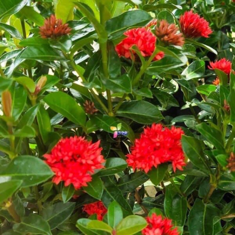 Pokok Bunga Ixora Rose Ixora Merah Red Ixora Real Plant | Shopee Malaysia