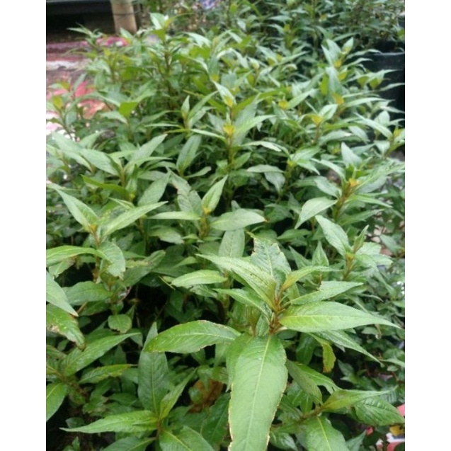 Daun Kesum Segar....🌱🌱🌱 | Shopee Malaysia