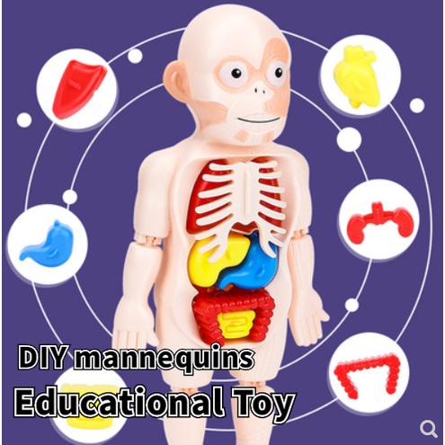 Anatomy Human Body Model 3D Organ Anatomical Assembly Model Children's ...