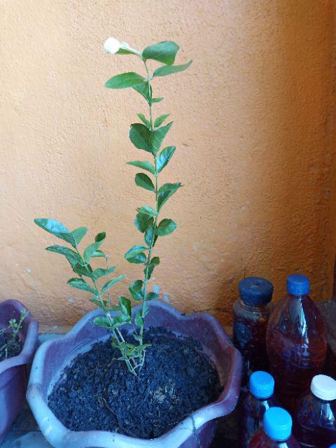 Pokok Bunga Melur (Arabian Jasmine). | Shopee Malaysia