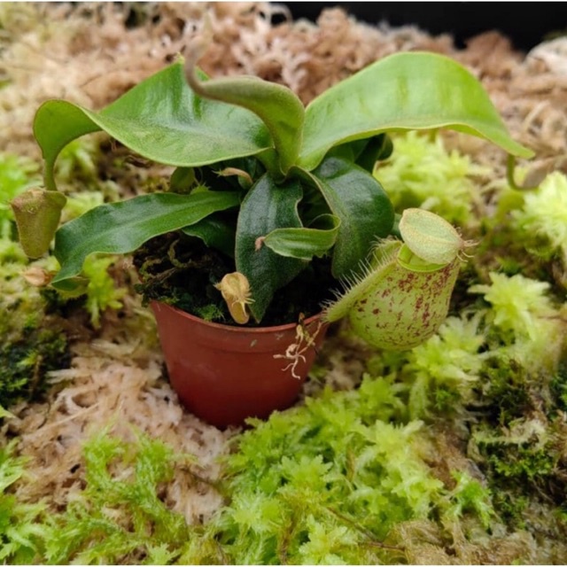 Plantsman | Nepenthes hookeriana (ampullaria x rafflesiana) | Shopee Malaysia