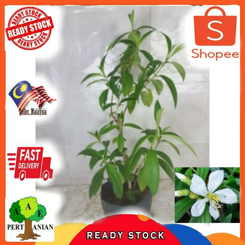 Pokok Senduduk Putih Di Dalam Polybag | Shopee Malaysia