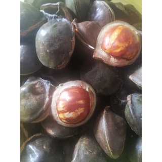 Jering tua, Jering Muda, Jering Kopek, Jering Cambah, Jering sambal ...