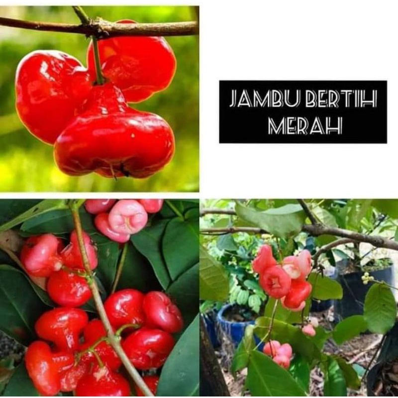 pokok jambu bertih merah | Shopee Malaysia