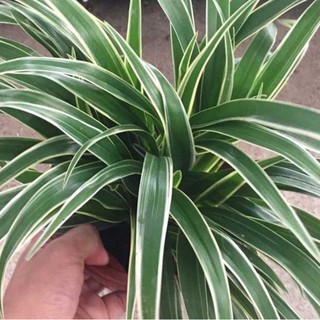 Spider Plants Chlorophytum Comosum Air Purifying Plant Indoor Plants ...
